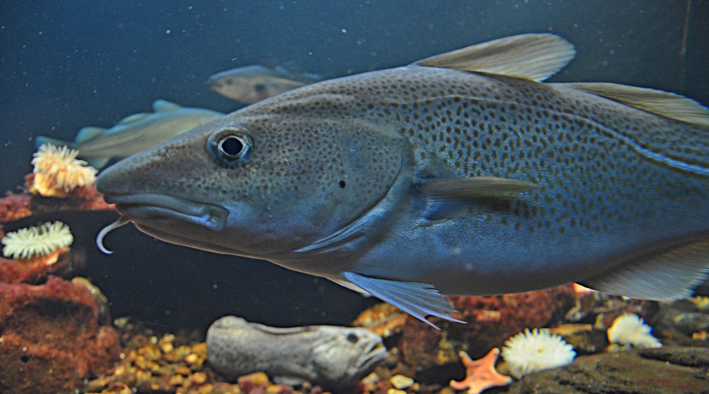 Discover the Atlantic cod | Nausicaa