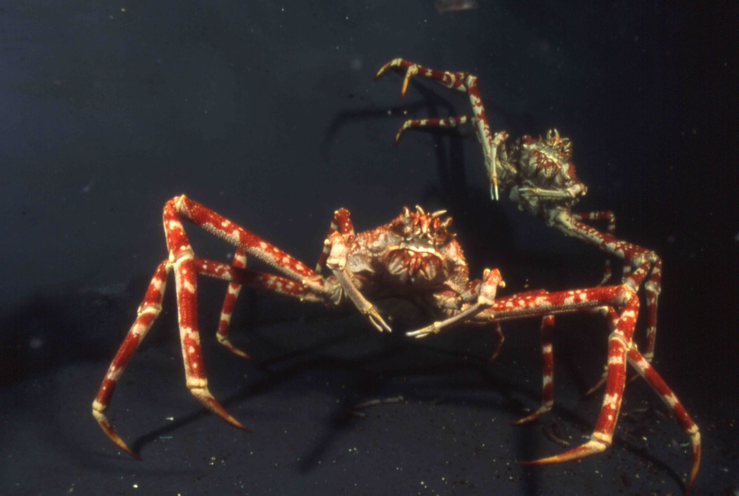 The Japanese Spider Crab: A Marvel of the Deep – New and Tips