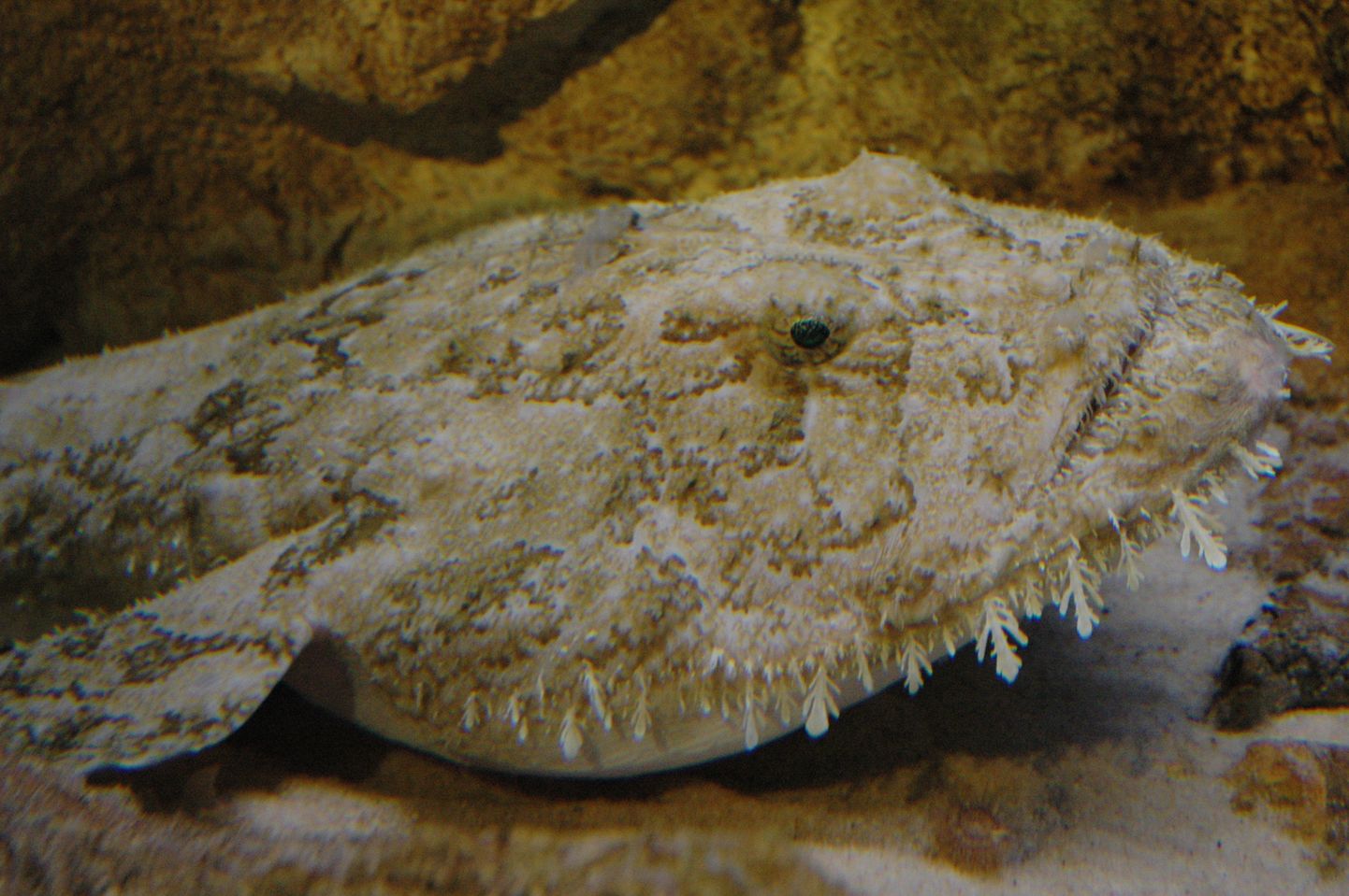 Common anglerfish | Nausicaa