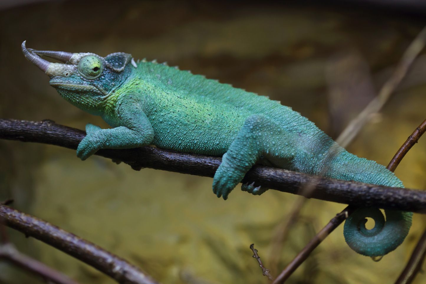 Discover the Jackson's three horned chameleon | Nausicaa