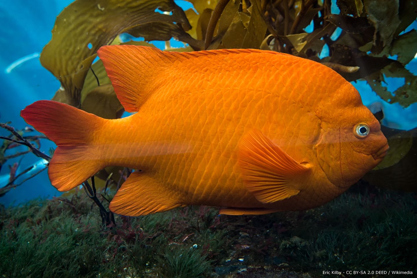The Garibaldi damselfish | Nausicaa