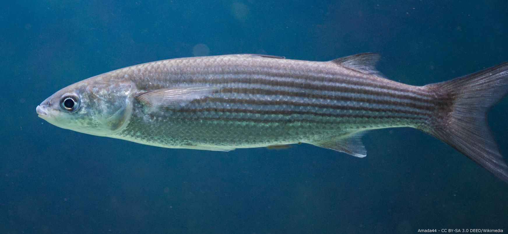 Thick-lipped grey mullet | Nausicaa