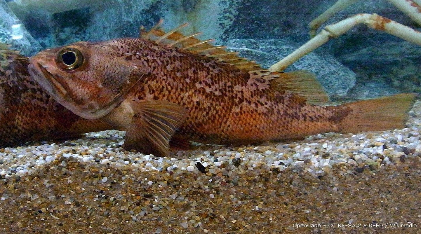 Le sébaste rouge japonais Helicolenus hilgendorfii | Nausicaa