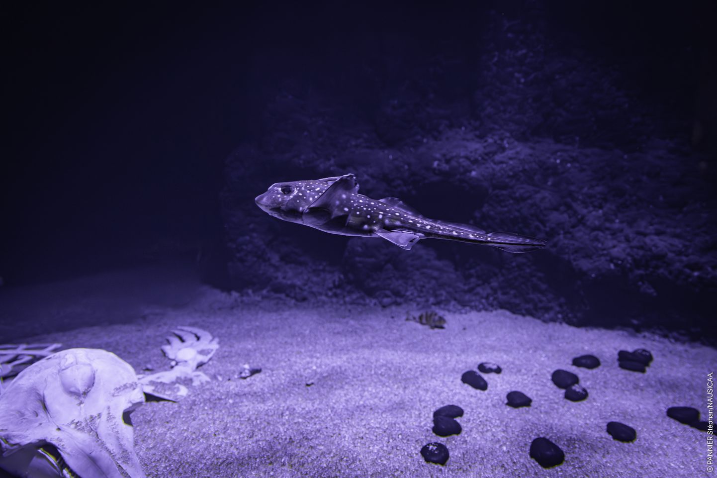 Spotted ratfish - Hydrolagus colliei | Nausicaa