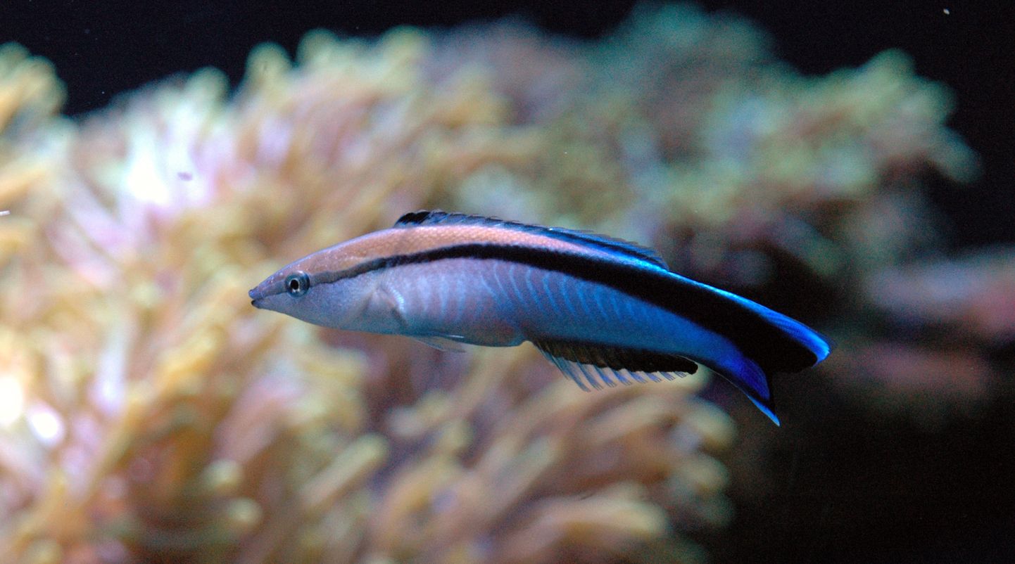 Le labre nettoyeur Labroides dimidiatus | Nausicaa