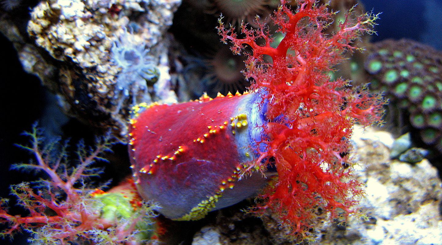 Discover the sea apple | Nausicaa