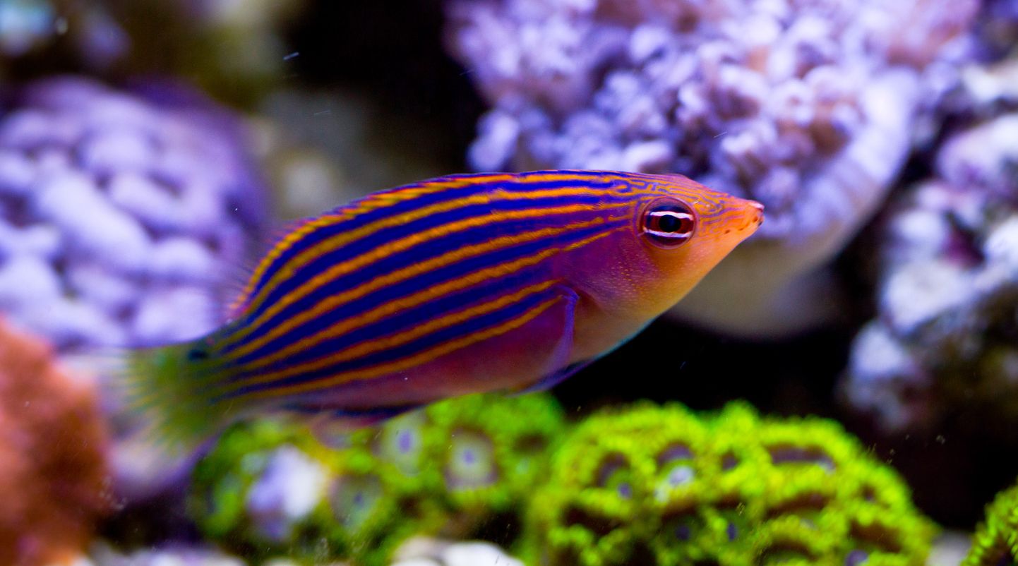 Le labre nain à 6 bandes Pseudocheilinus hexataenia | Nausicaa