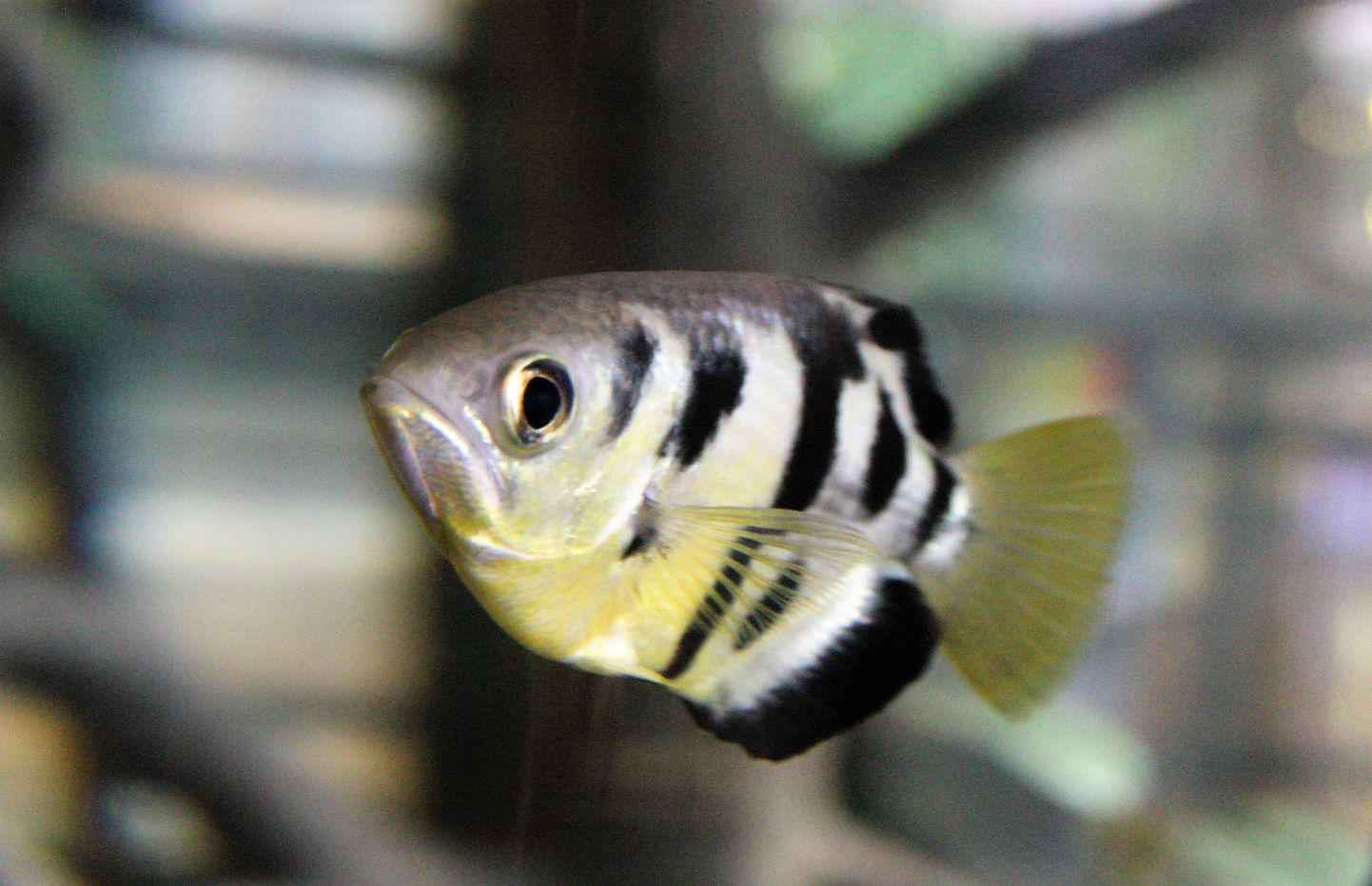 Le poisson archer à bandes noires Toxotes jaculatrix | Nausicaa