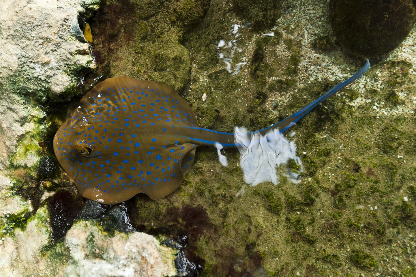 De blauwgespikkelde pijlstaartrog Taeniura lymma | Nausicaa