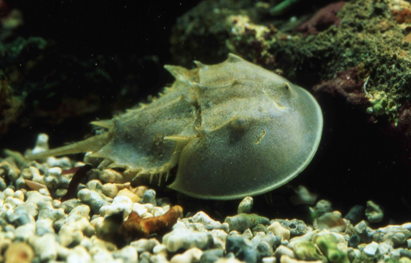 Der Pfeilschwanzkrebs Limulus polyphemus | Nausicaa