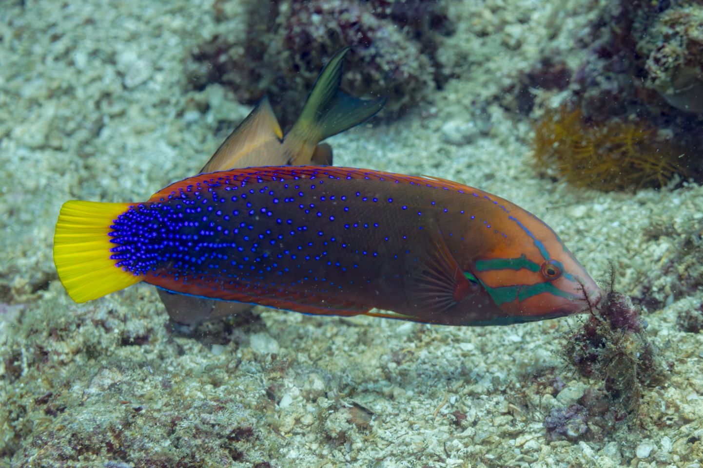 Le coris à queue jaune Coris gaimard | Nausicaa