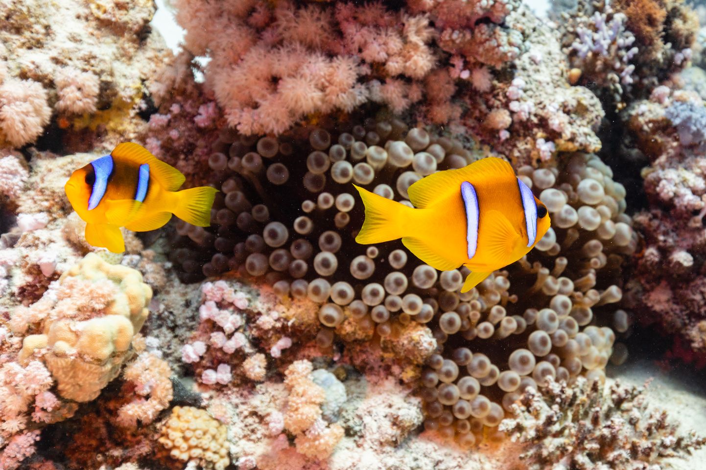 Le poisson-clown à deux bandes Amphiprion bicinctus | Nausicaa