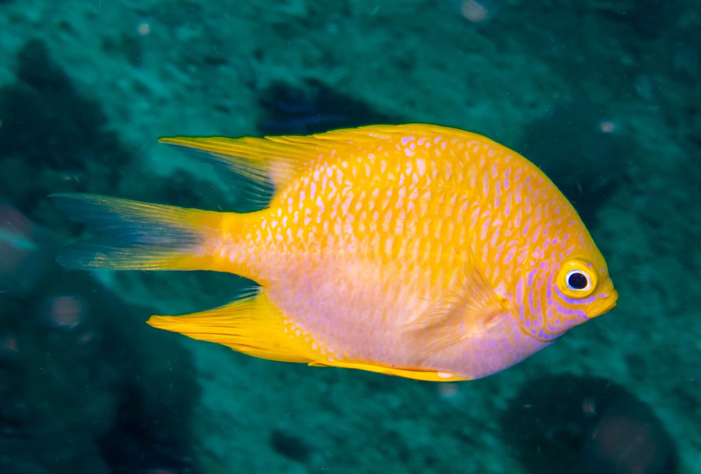 Golden damselfish | Nausicaa