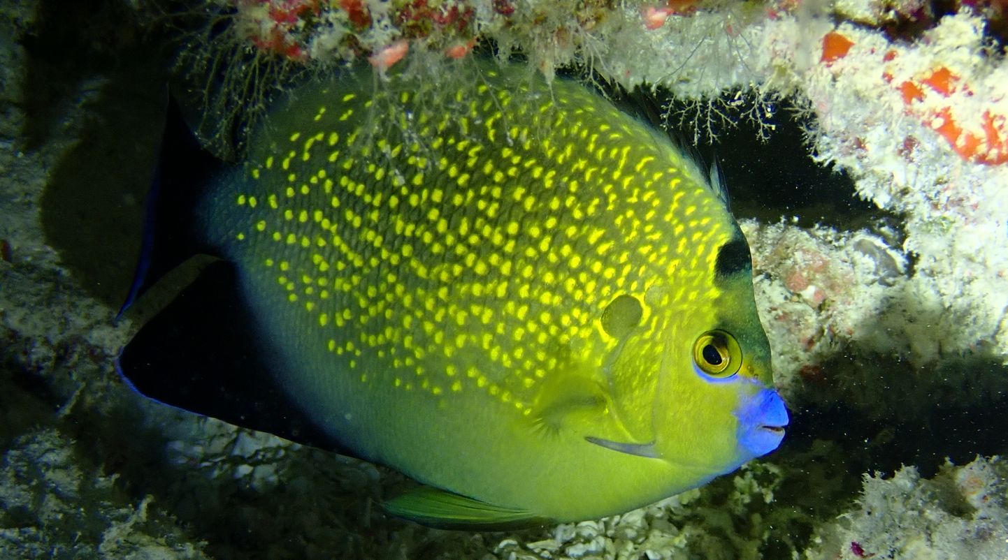 Le poisson-ange à points dorés Apolemichthys xanthopunctatus | Nausicaa