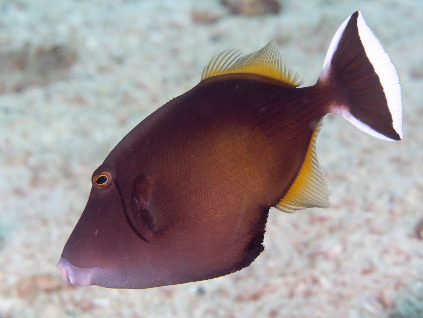Halfmoon triggerfish Sufflamen chrysopterum | Nausicaa