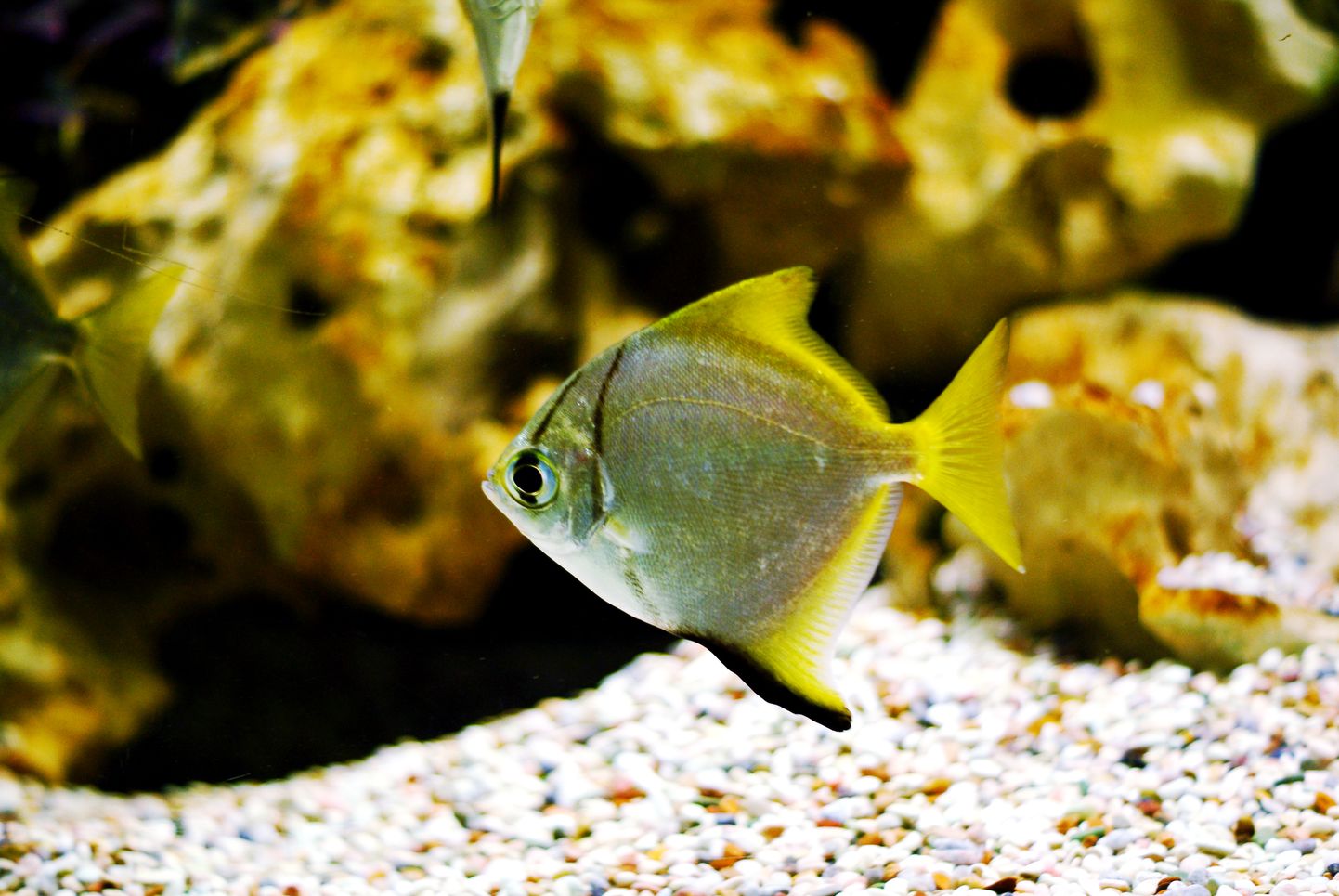 Le poisson-lune argenté Monodactylus argenteus | Nausicaa