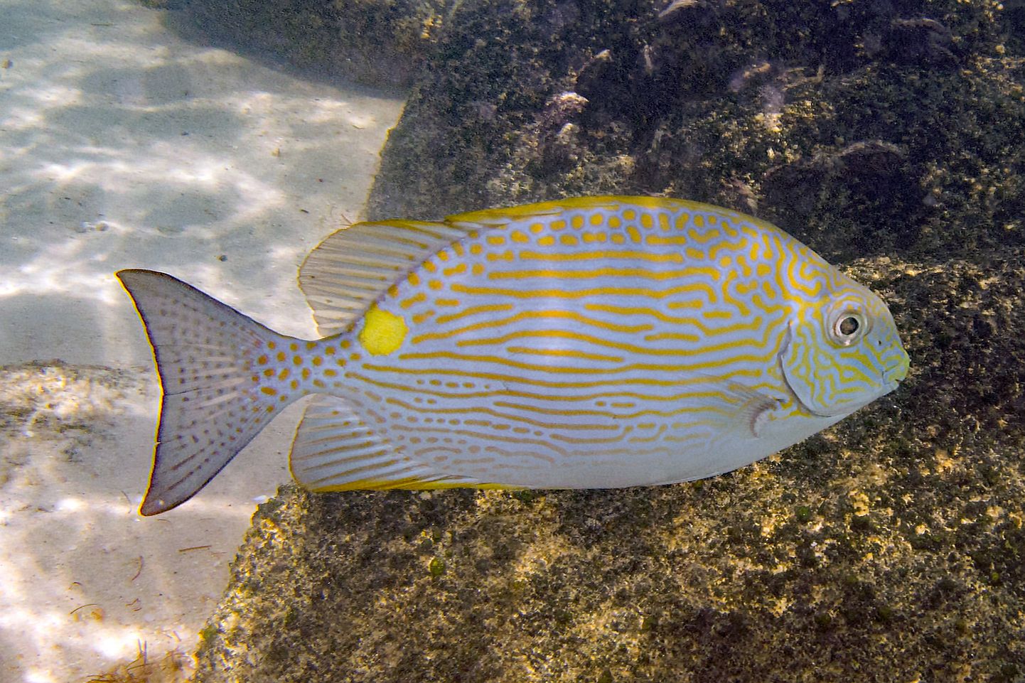 Le sigan raies d'or Siganus lineatus | Nausicaa