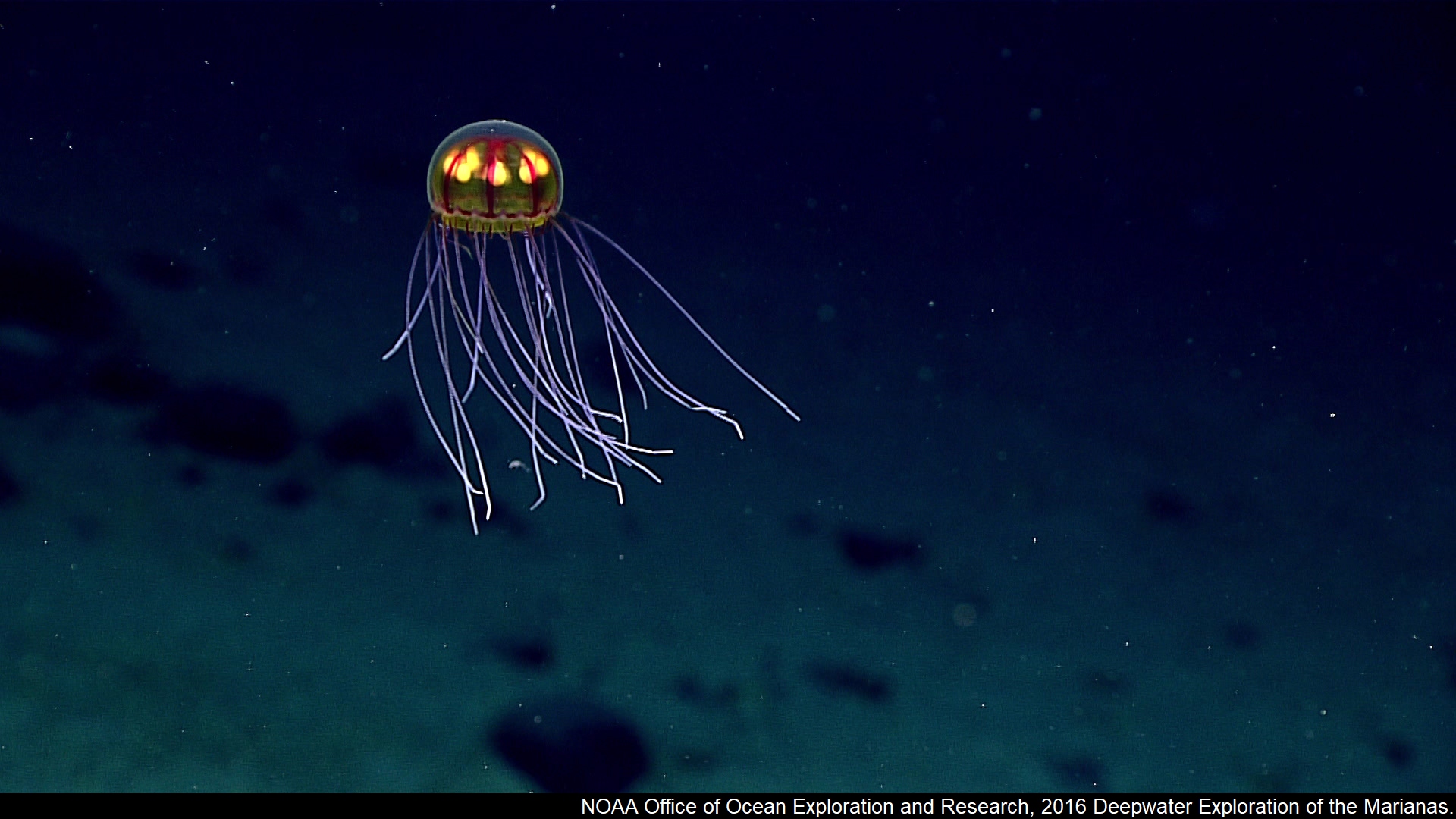 14 choses à savoir sur les abysses | Nausicaa