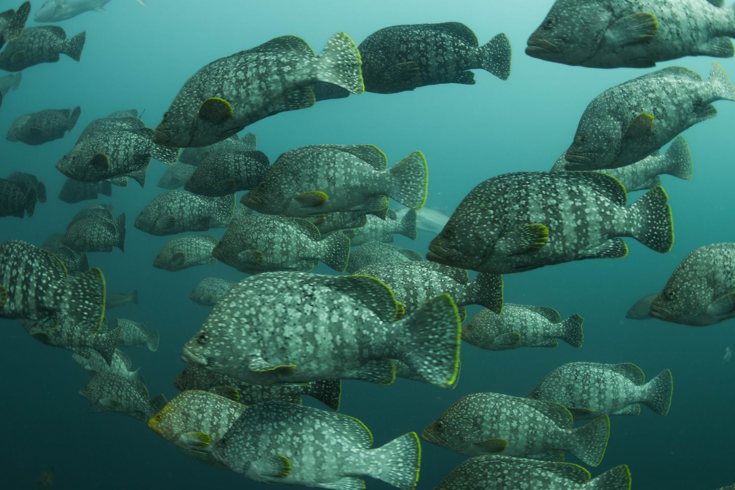 Find out more about the treaty on biodiversity in the high seas | Nausicaa