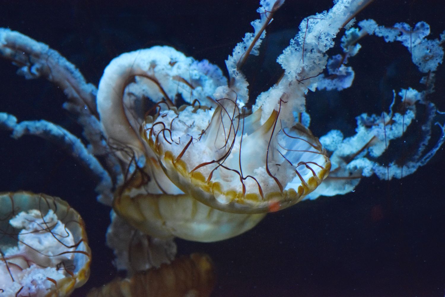 10 choses à savoir sur les méduses | Nausicaa