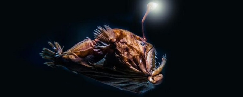 Deep Sea Angler Fish Nemo