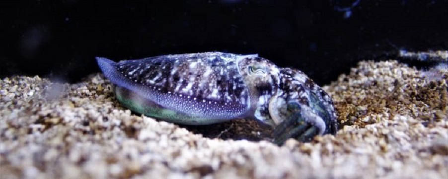 Read more about marine biomimicry | Nausicaa
