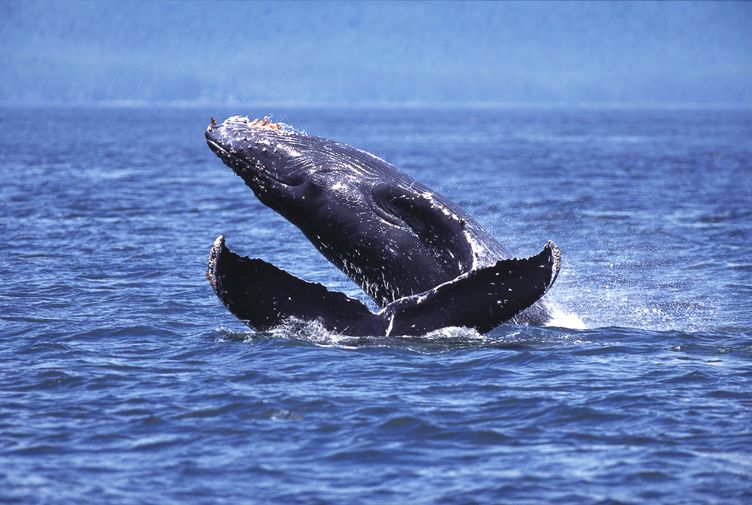 Learn more about the IUCN Red List | Nausicaa