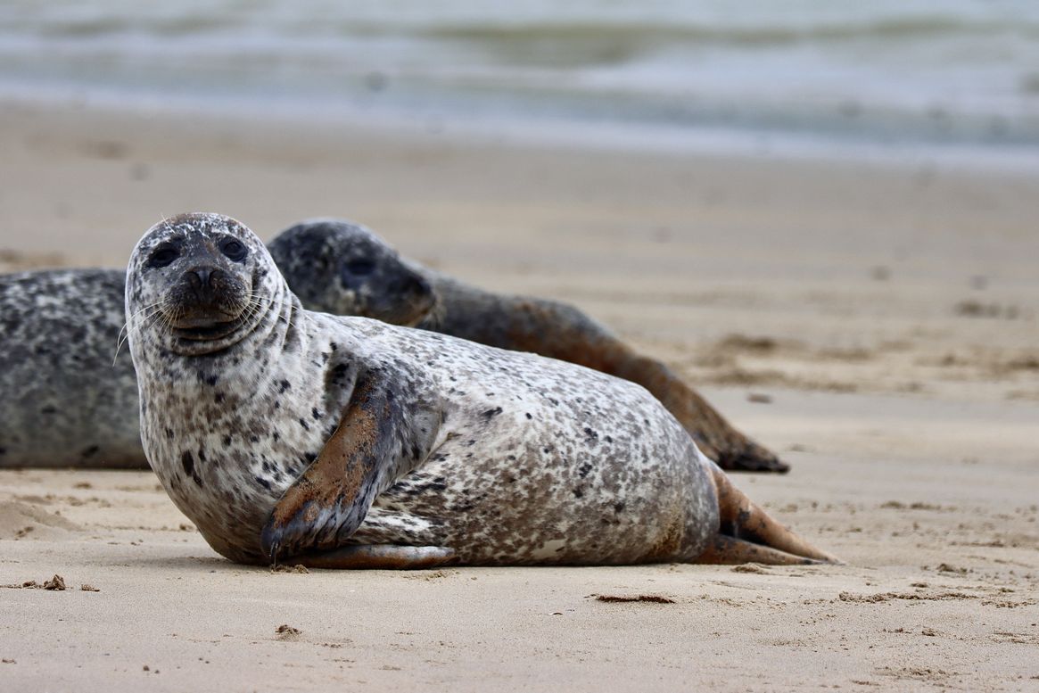 Phoque gris ou veau marin, comment reconnaître les phoques de la Côte d ...