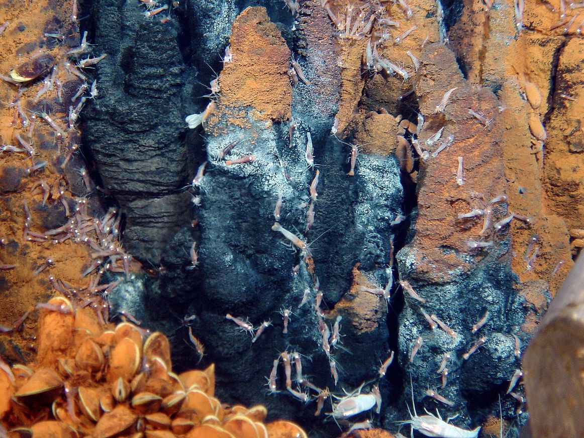 14 choses à savoir sur les abysses | Nausicaa