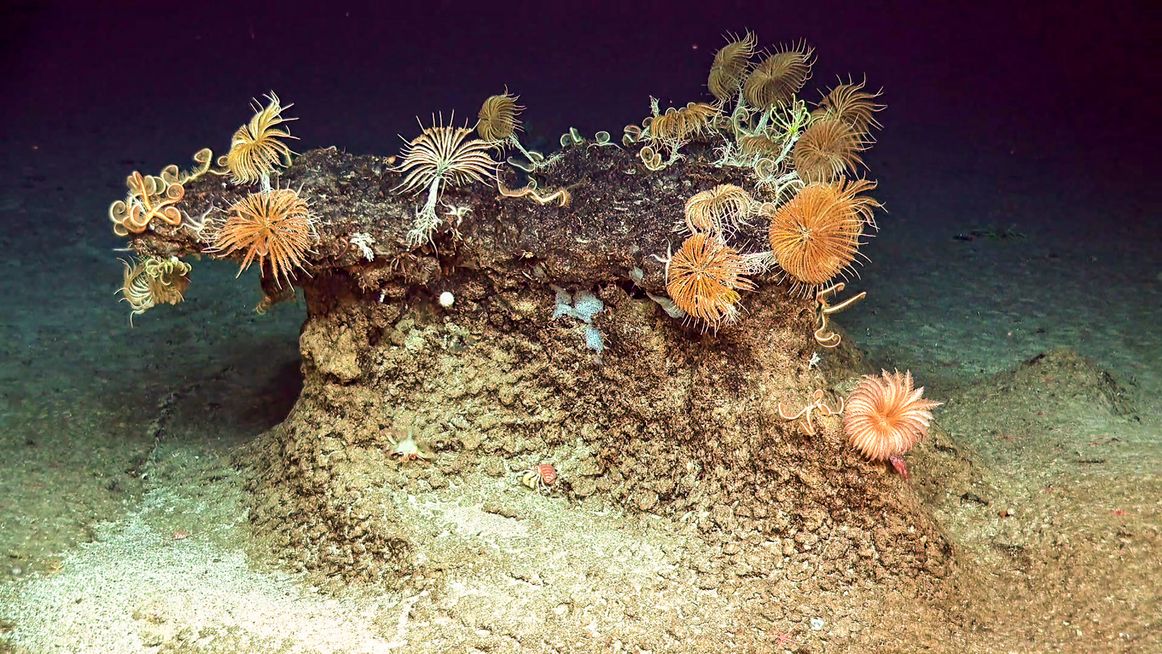 Protecting the deep seabed: 2025, the year of the abyss! | Nausicaa