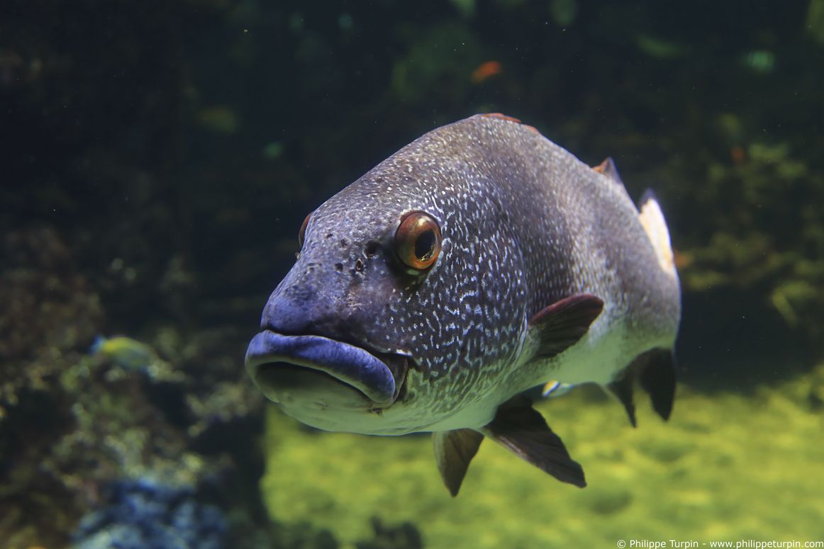 How do fish breathe underwater? | Nausicaa