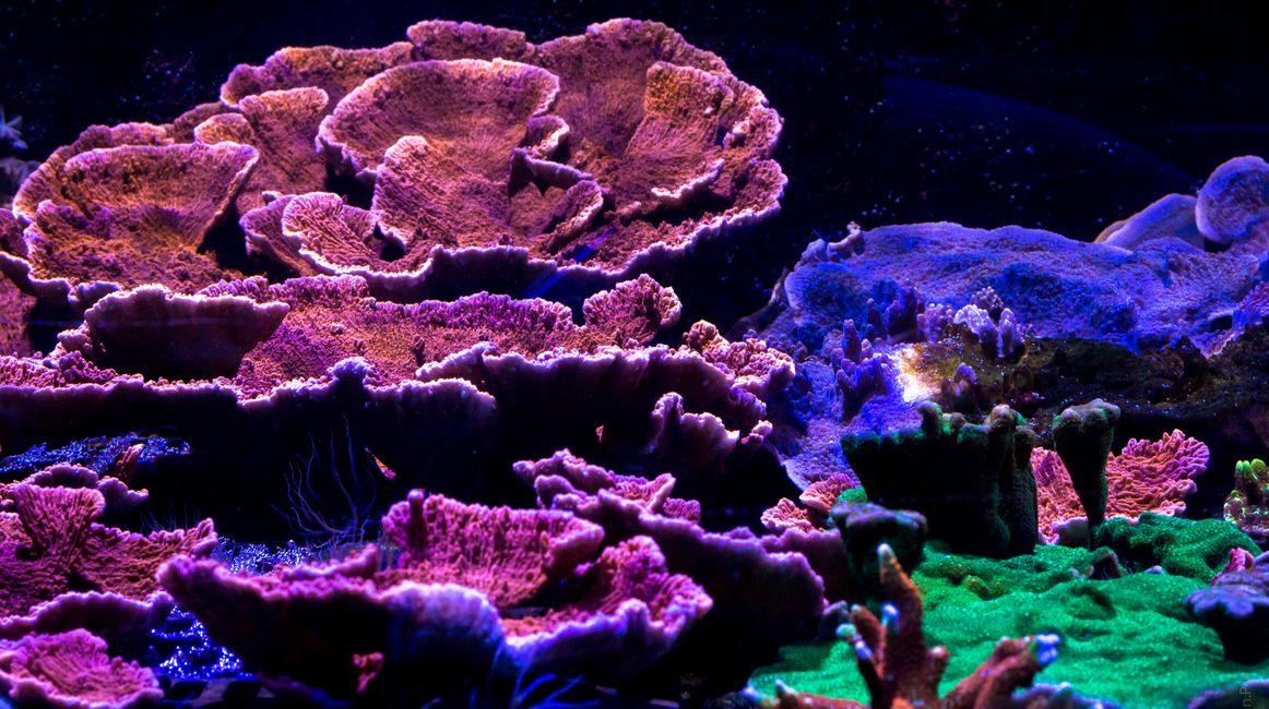 10 choses à savoir sur le corail | Nausicaa