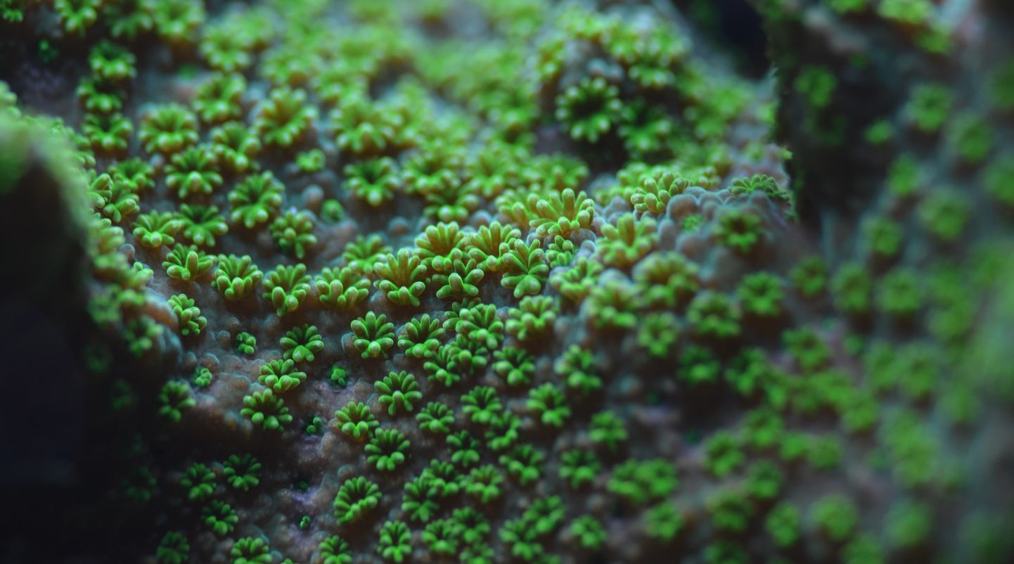 How does coral reproduce? | Nausicaa