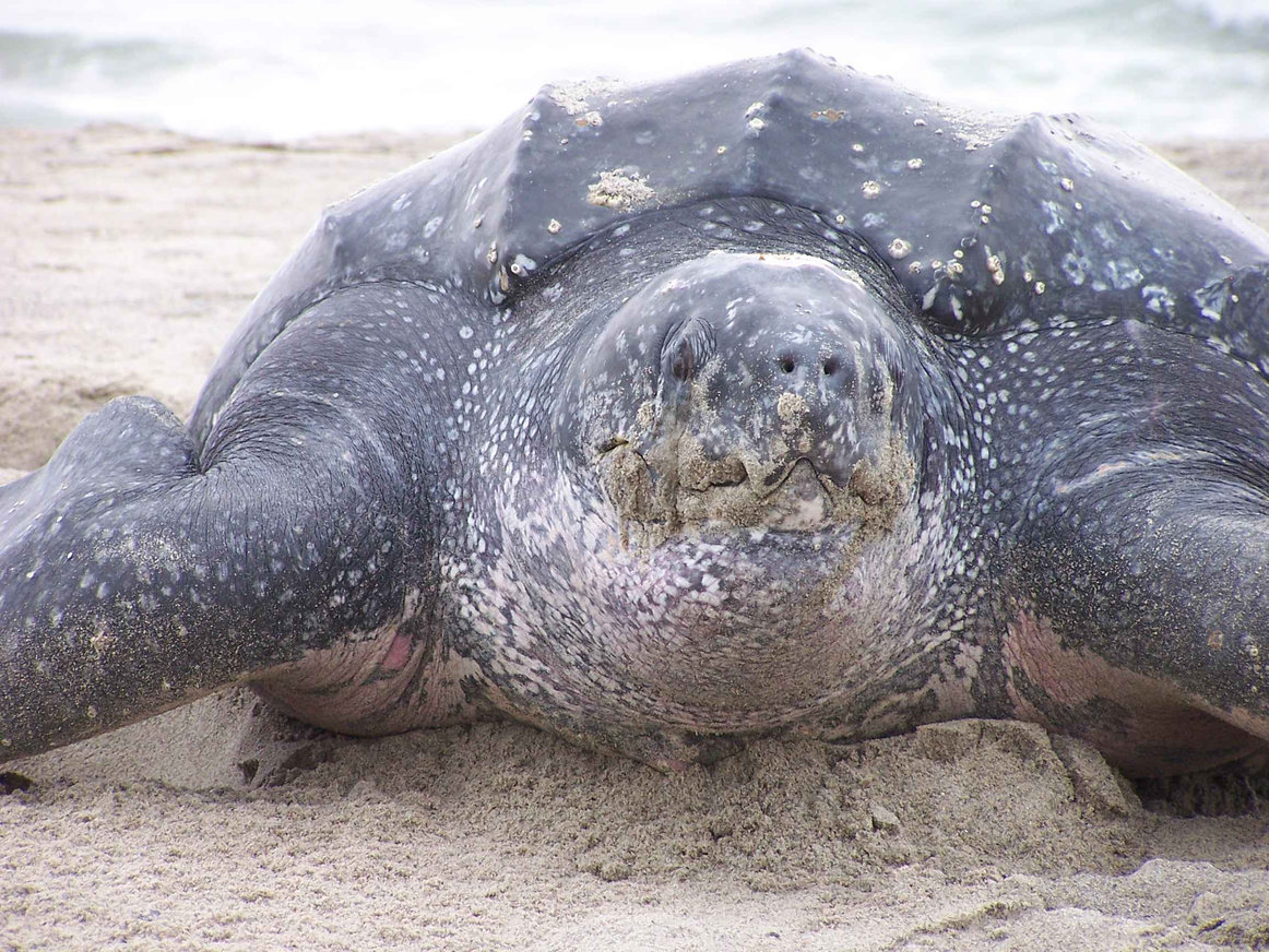 What is the largest turtle in the world? | Nausicaa