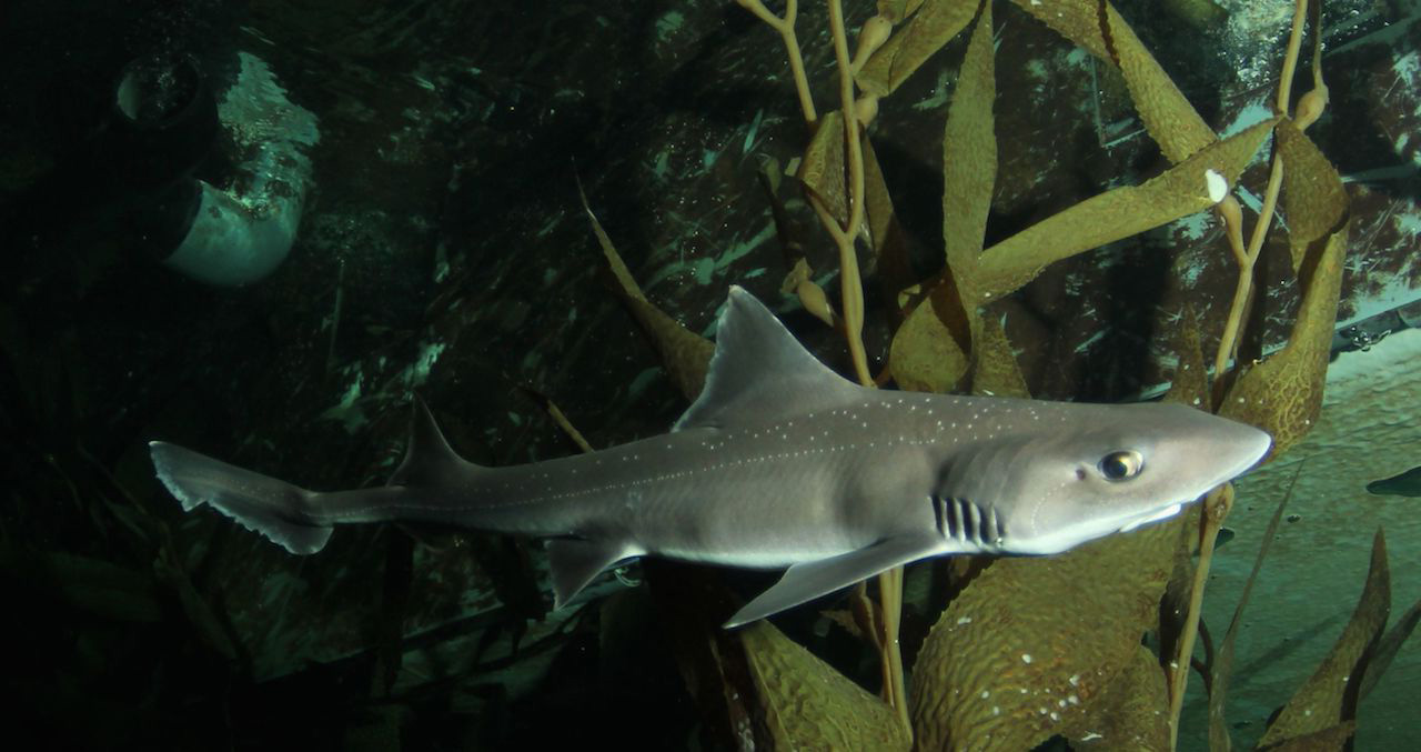 Martin, le petit requin | Nausicaa