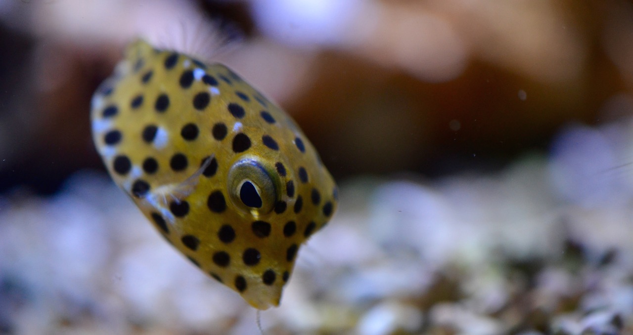 Petit poisson deviendra grand | Nausicaa