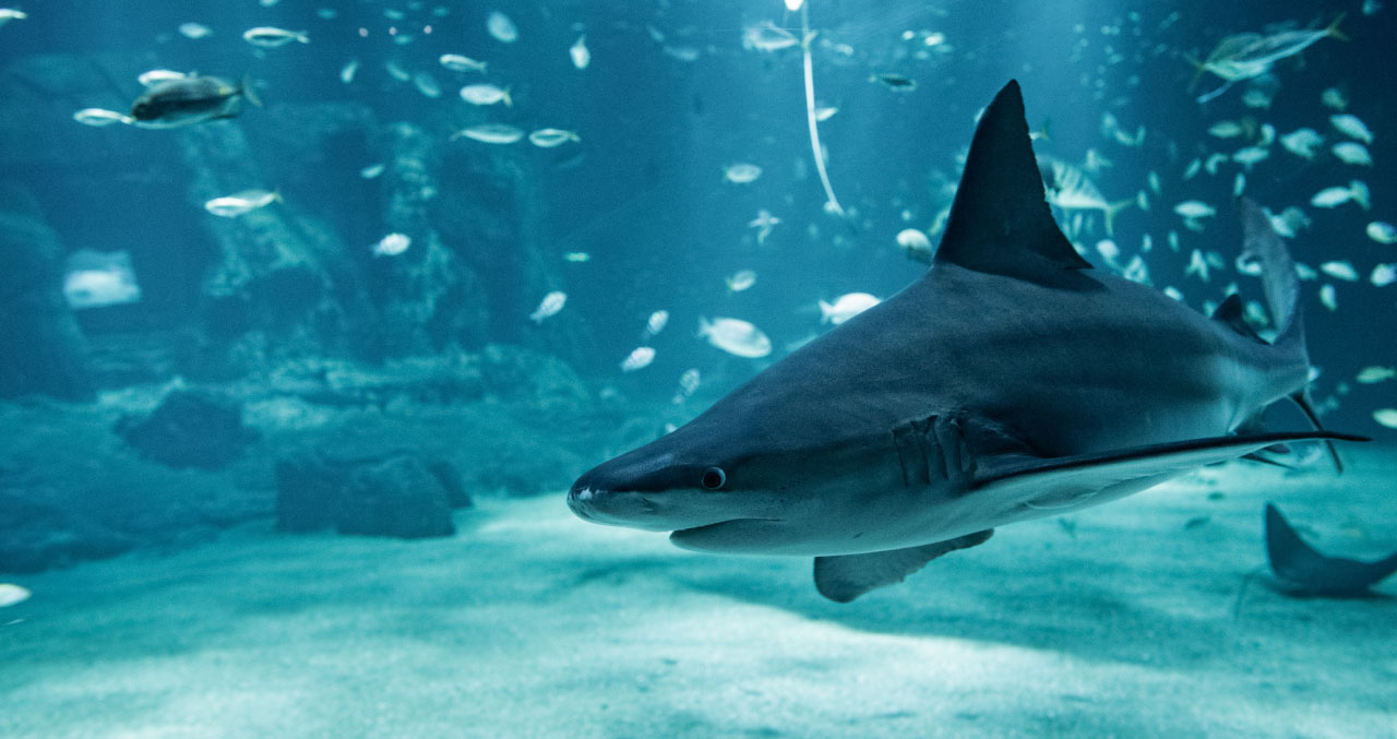 Espèces de requins | Nausicaa