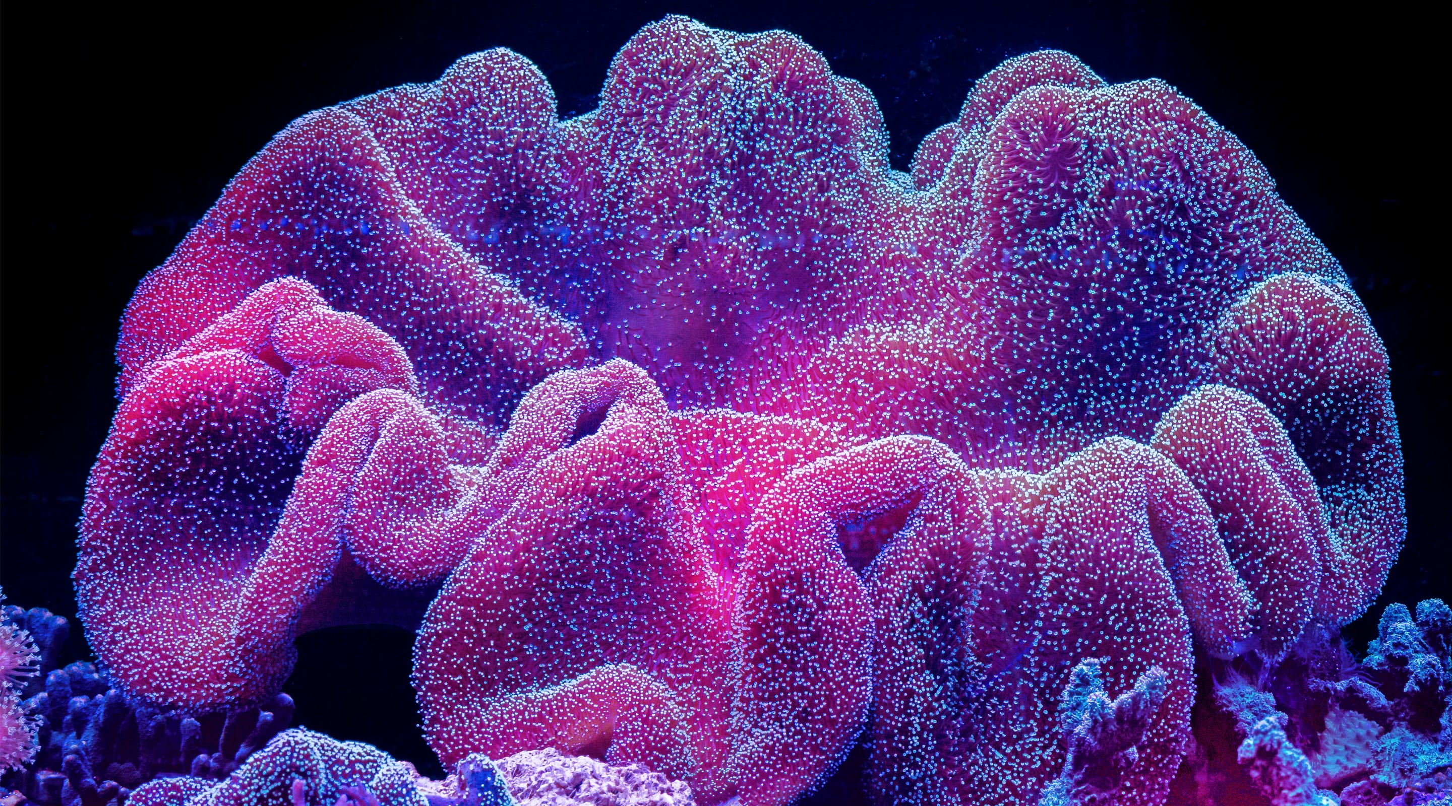 Coraux show devant ! | Nausicaa