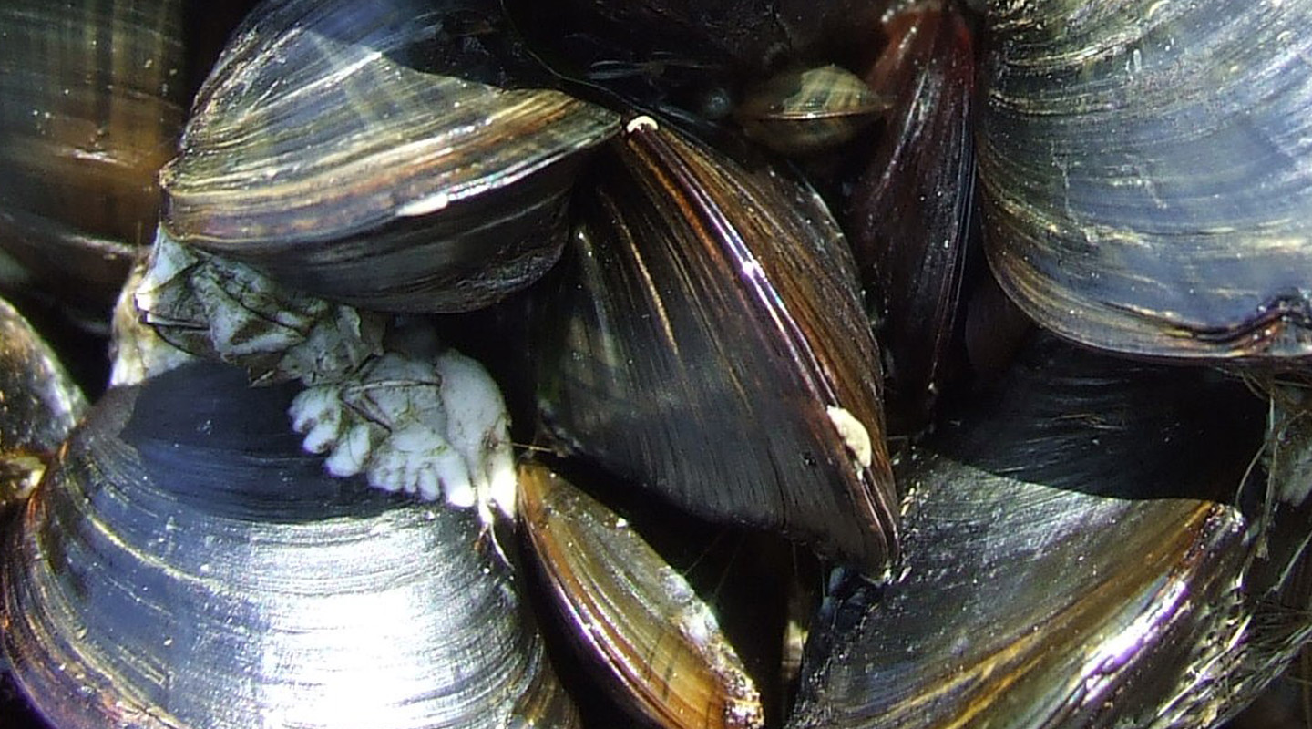 Dark Side of the Mussel | Nausicaa