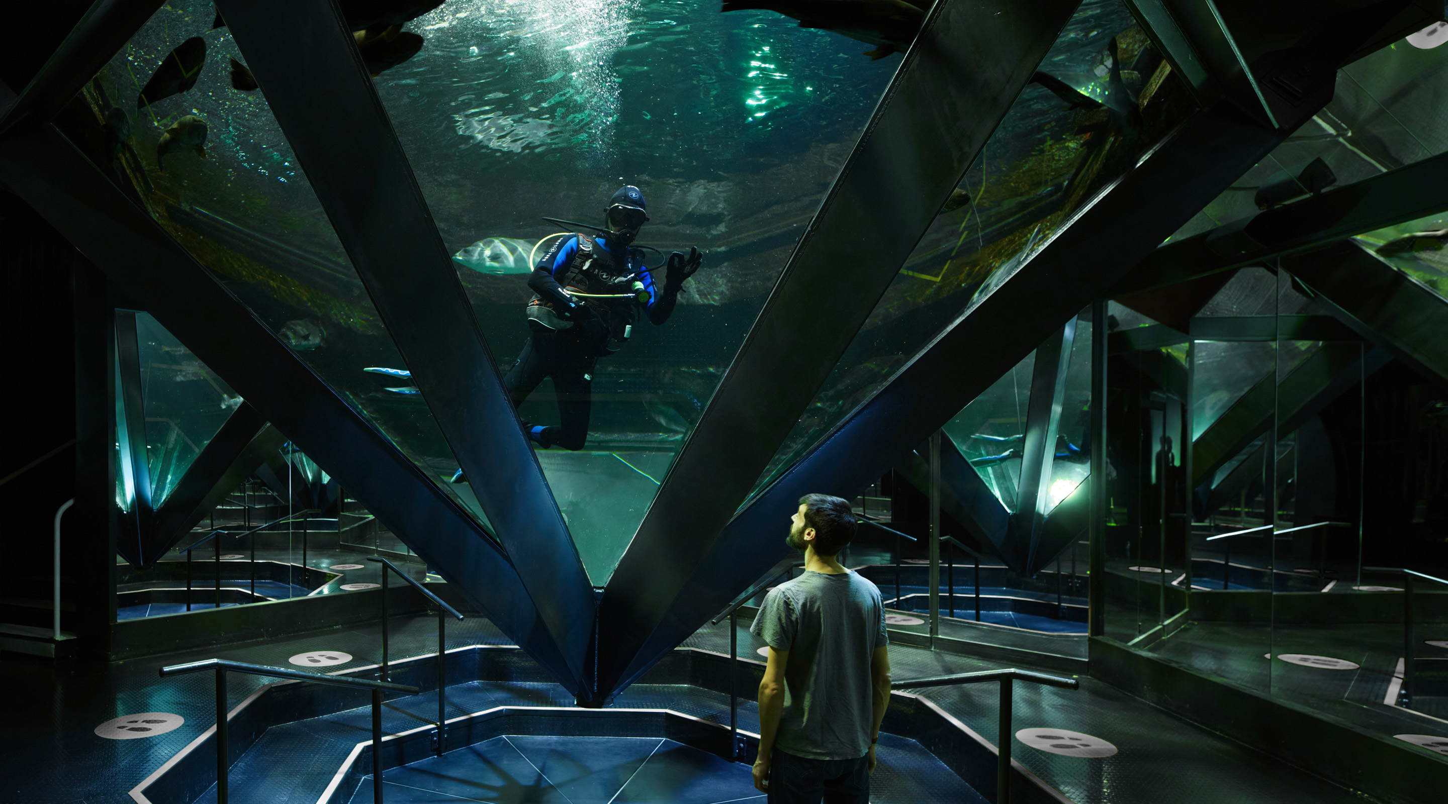 Diving in the Diamond | Nausicaa