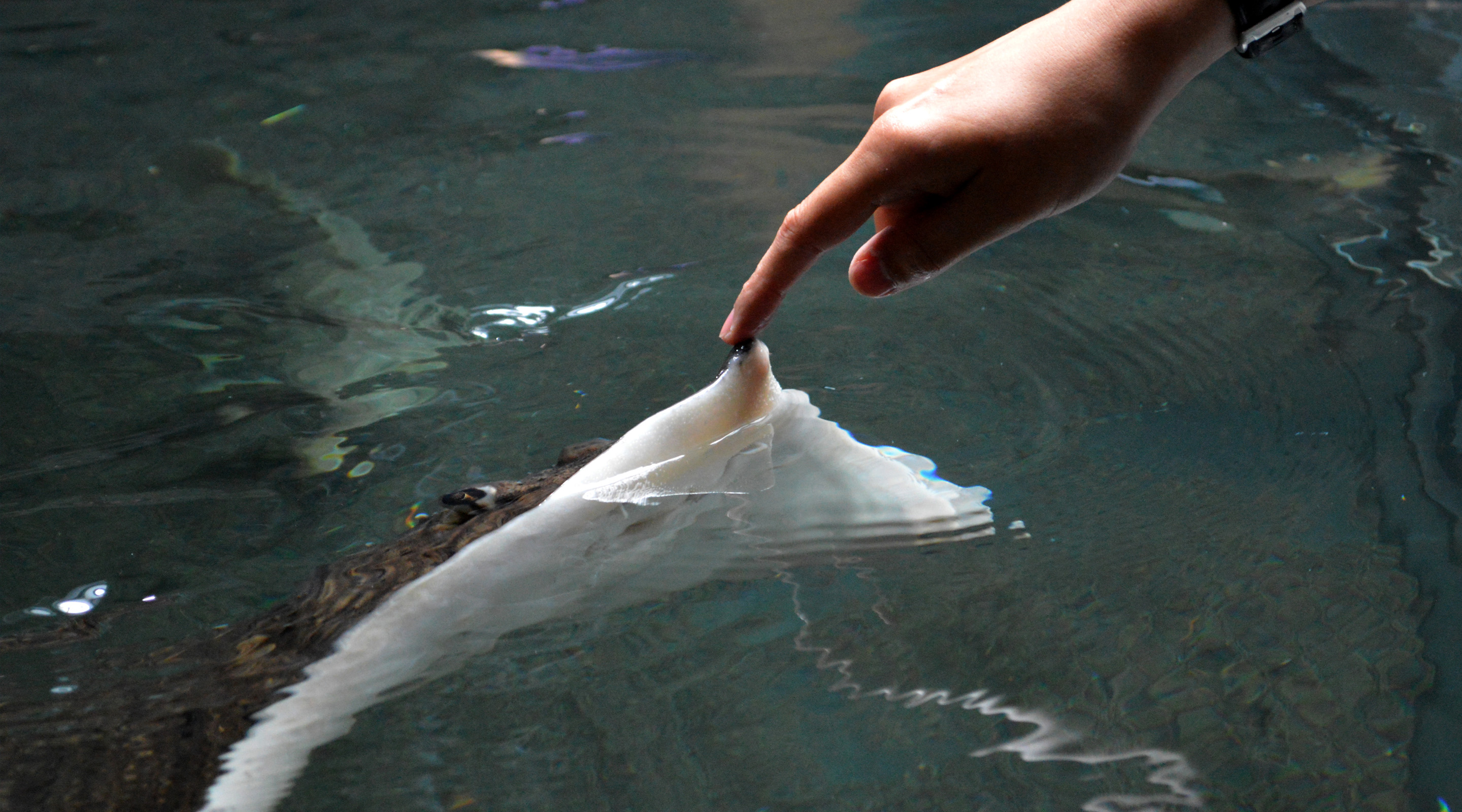 Nourrissage du bassin tactile | Nausicaa