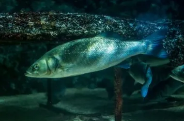 Le bar commun Dicentrarchus labrax | Nausicaa