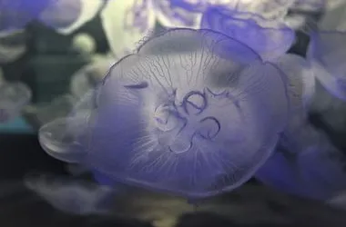 La méduse aurélie Aurelia aurita | Nausicaa