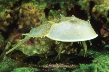 La limule Limulus polyphemus | Nausicaa