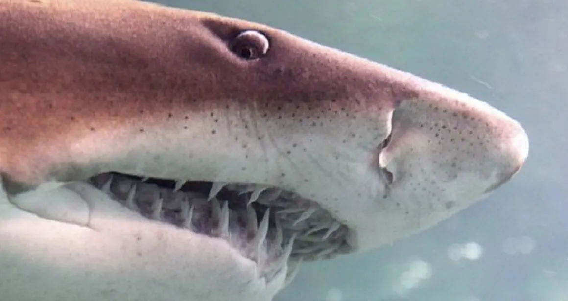 How many teeth do sharks have? | Nausicaa