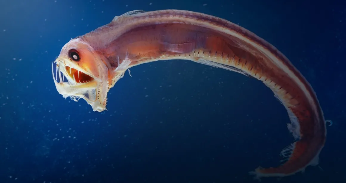 Life in the depths: how do creatures in the abyss adapt to extreme ...