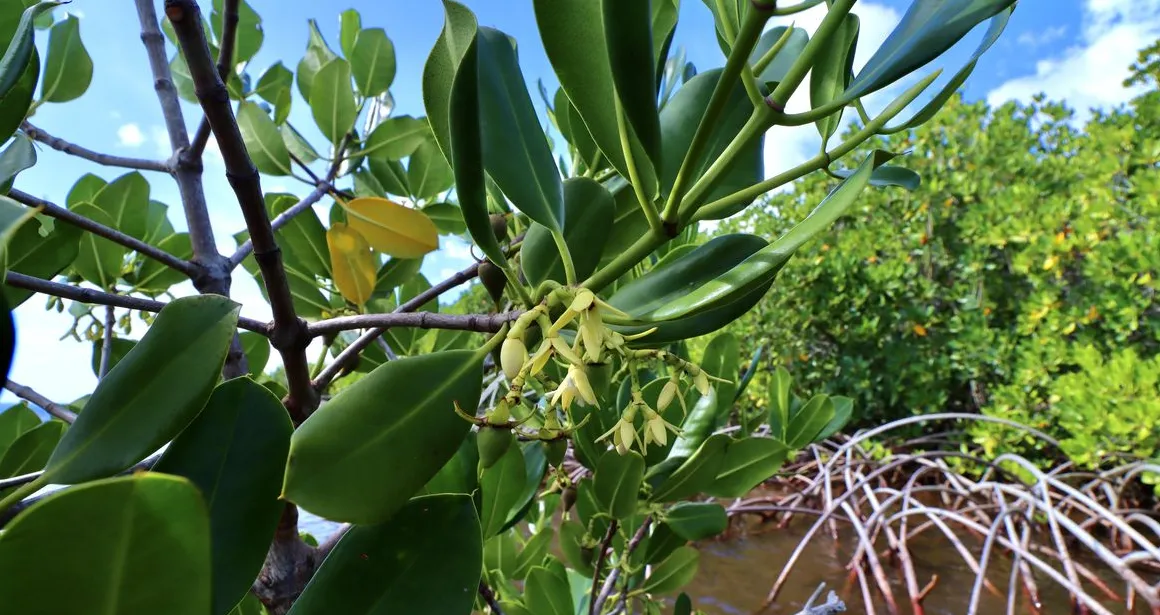 10 things you need to know about mangroves | Nausicaa