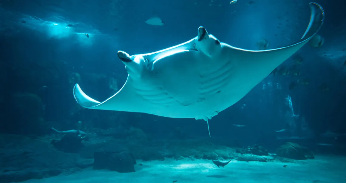 Les soins au quotidien de la raie Manta à Nausicaá | Nausicaa
