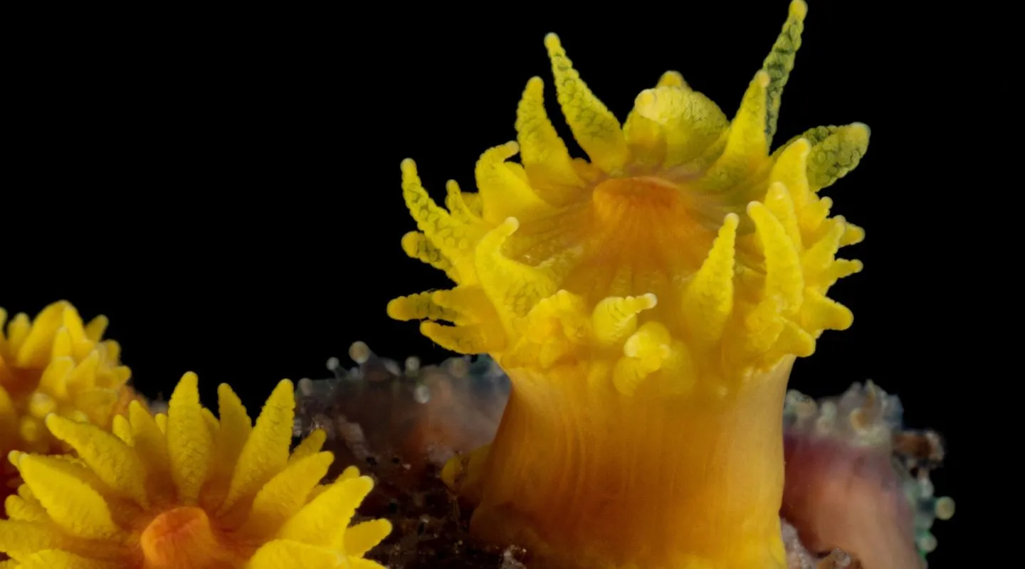 Discover the Orange cup coral | Nausicaa