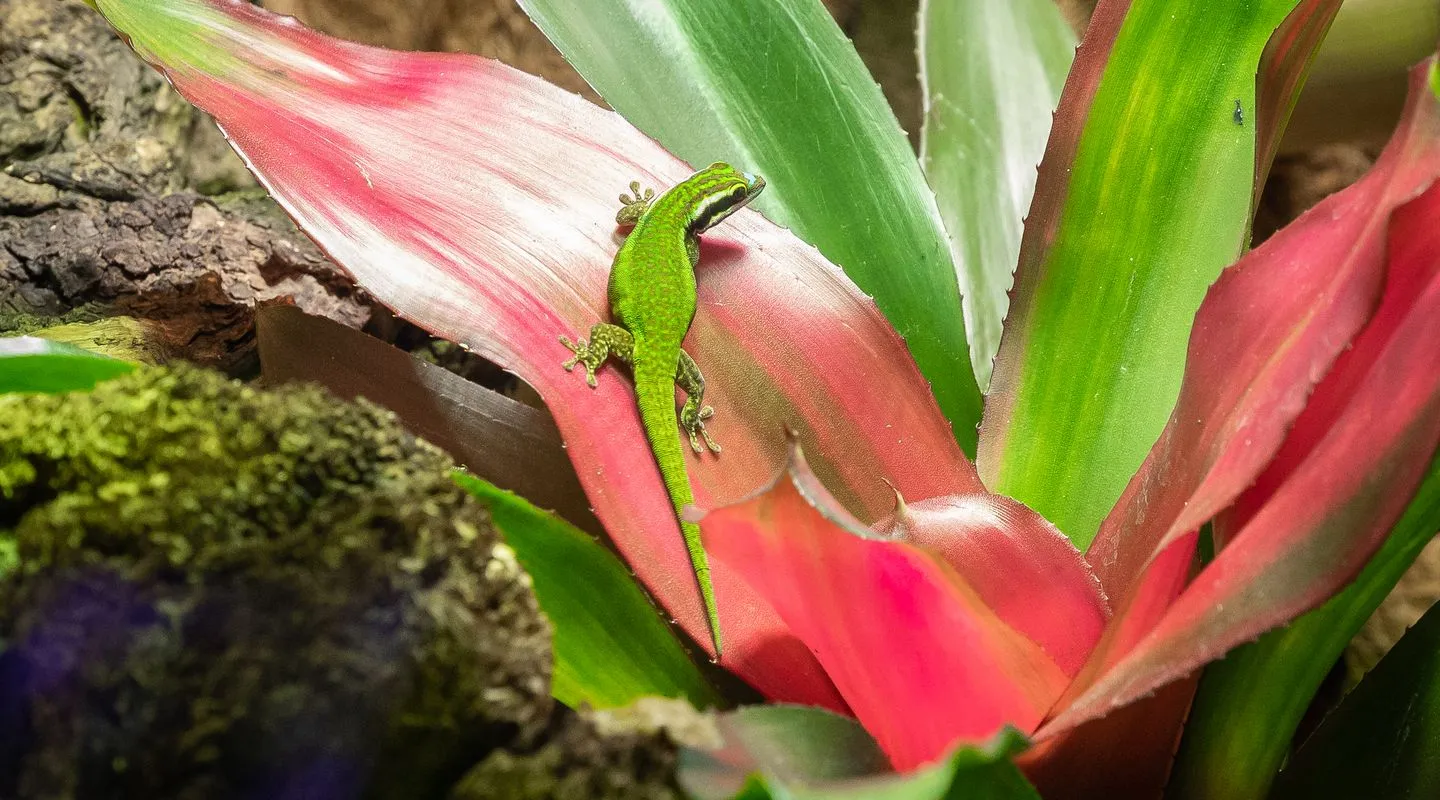 Le gecko vert de Manapany Phelsuma inexpectata | Nausicaa